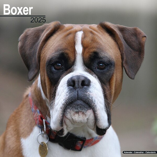 Calendario 2025 Boxer | FAVI.it