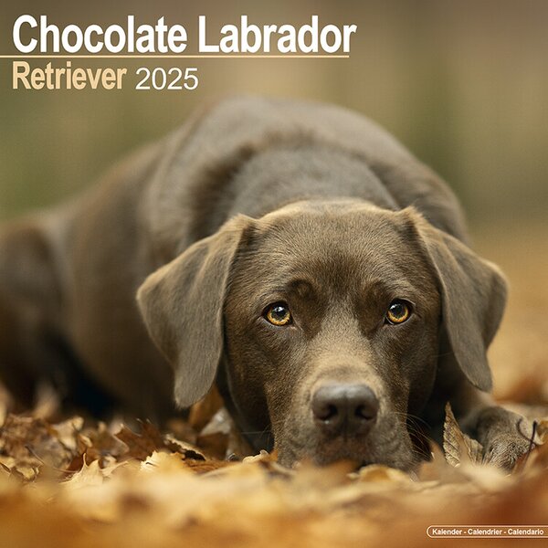 Calendario 2025 Labrador Retriever | FAVI.it