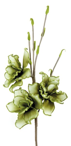 Magnolia Grandiflora verde | FAVI.it